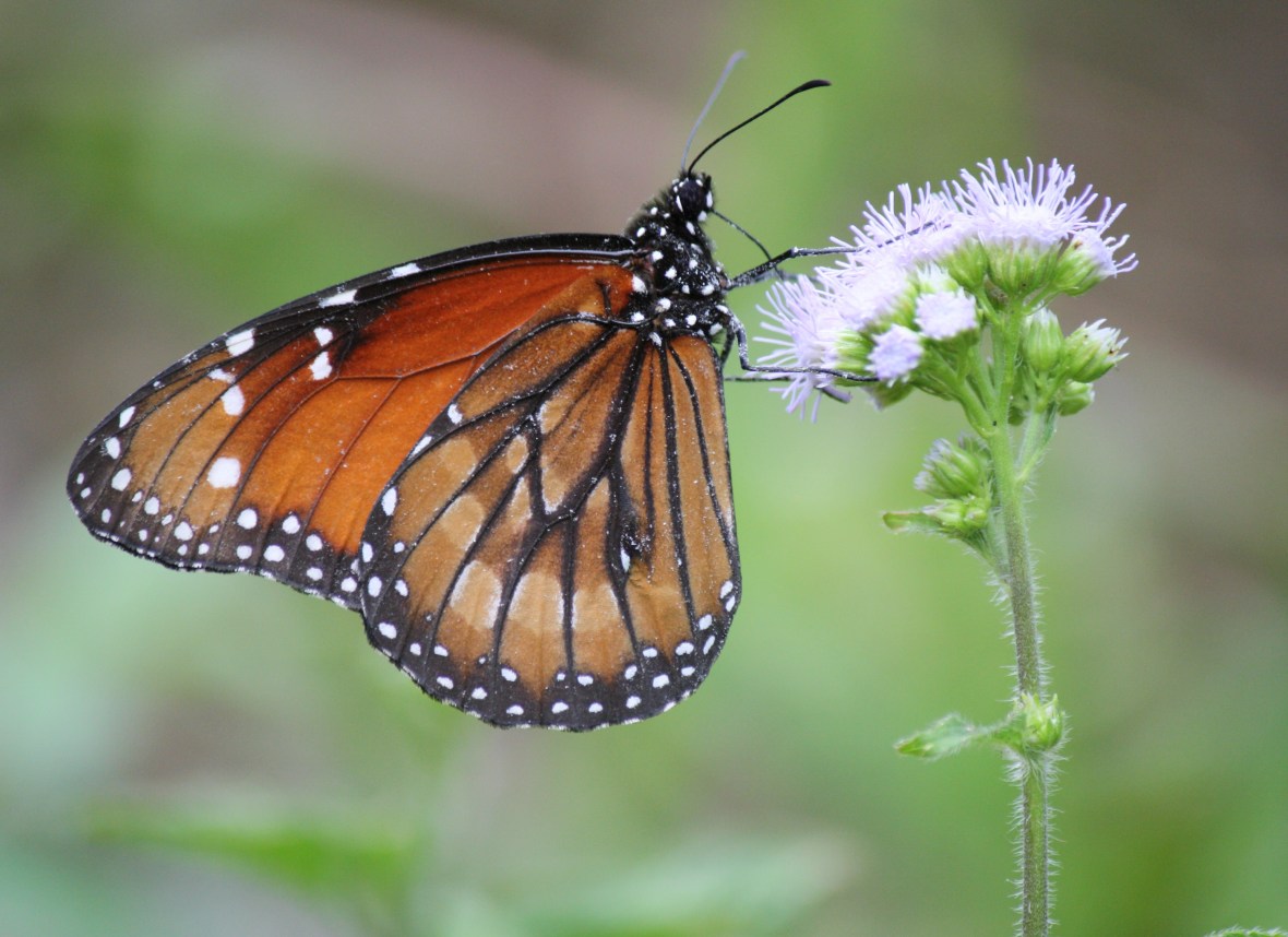 florida state butterfly | Serenity Spell