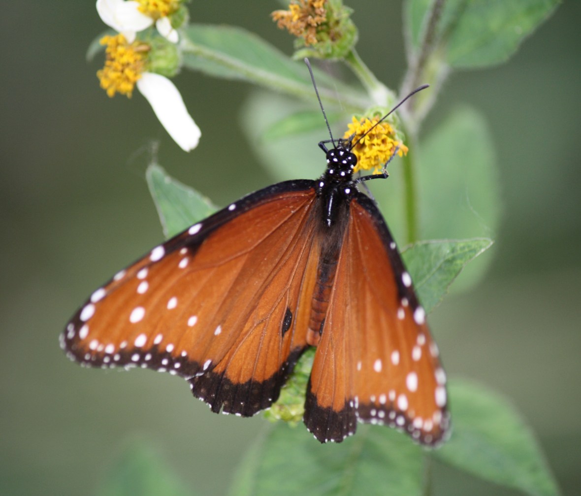 florida state butterfly | Serenity Spell