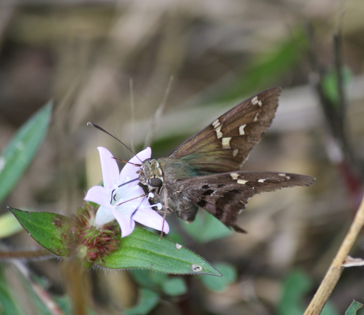 florida state butterfly | Serenity Spell