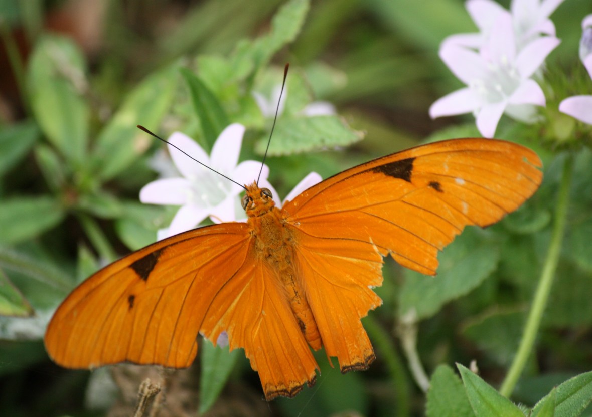 florida state butterfly | Serenity Spell