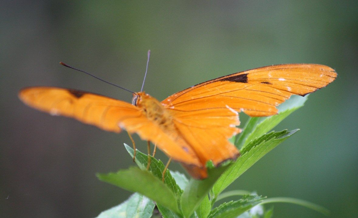 florida state butterfly | Serenity Spell