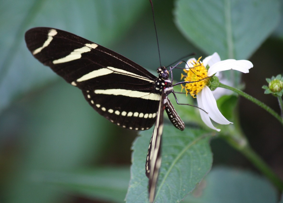 florida state butterfly | Serenity Spell