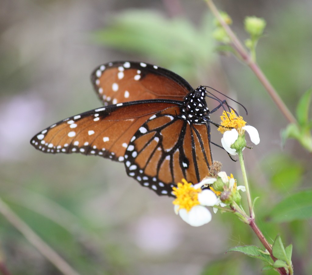 florida state butterfly | Serenity Spell