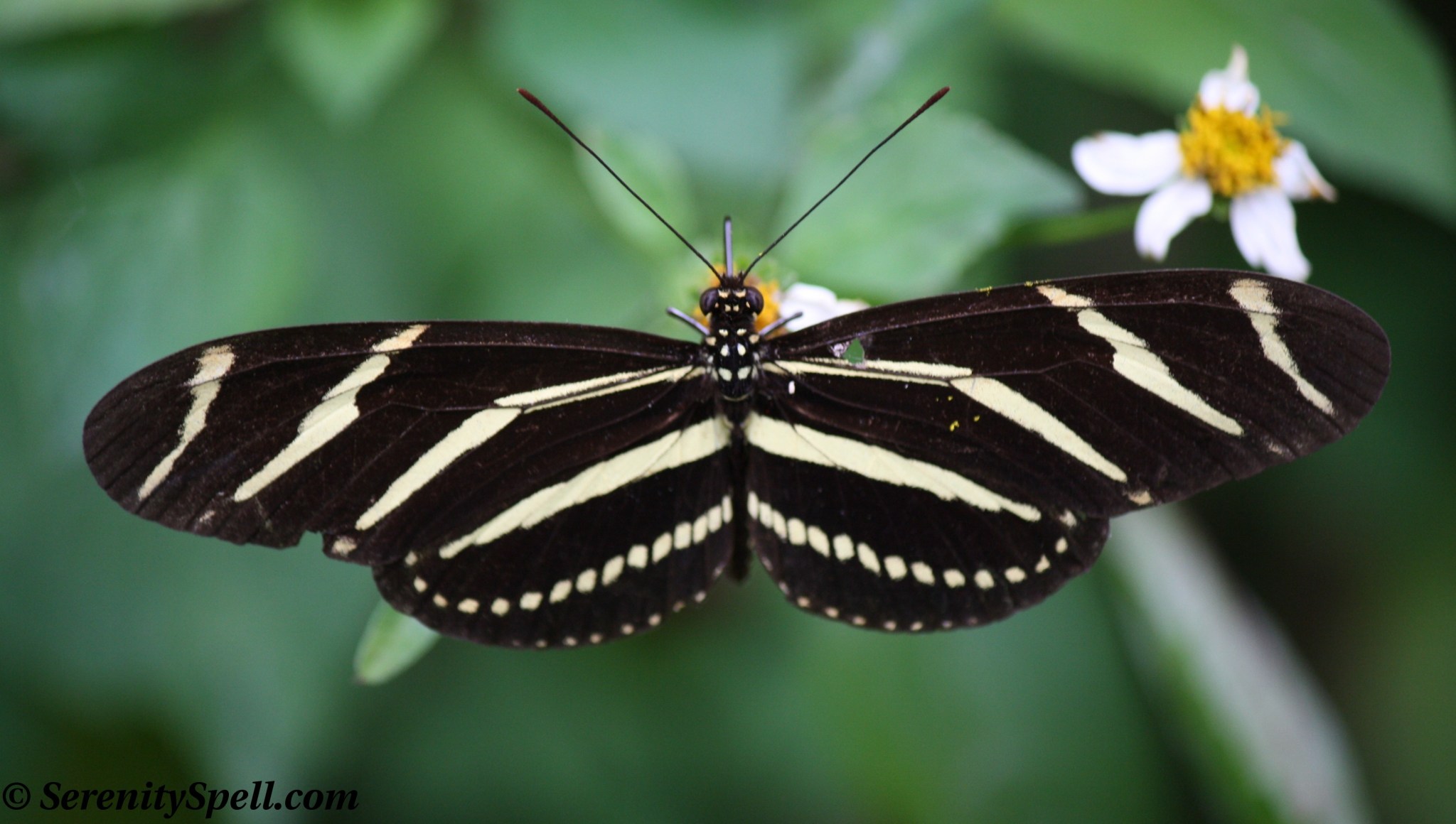 florida state butterfly | Serenity Spell