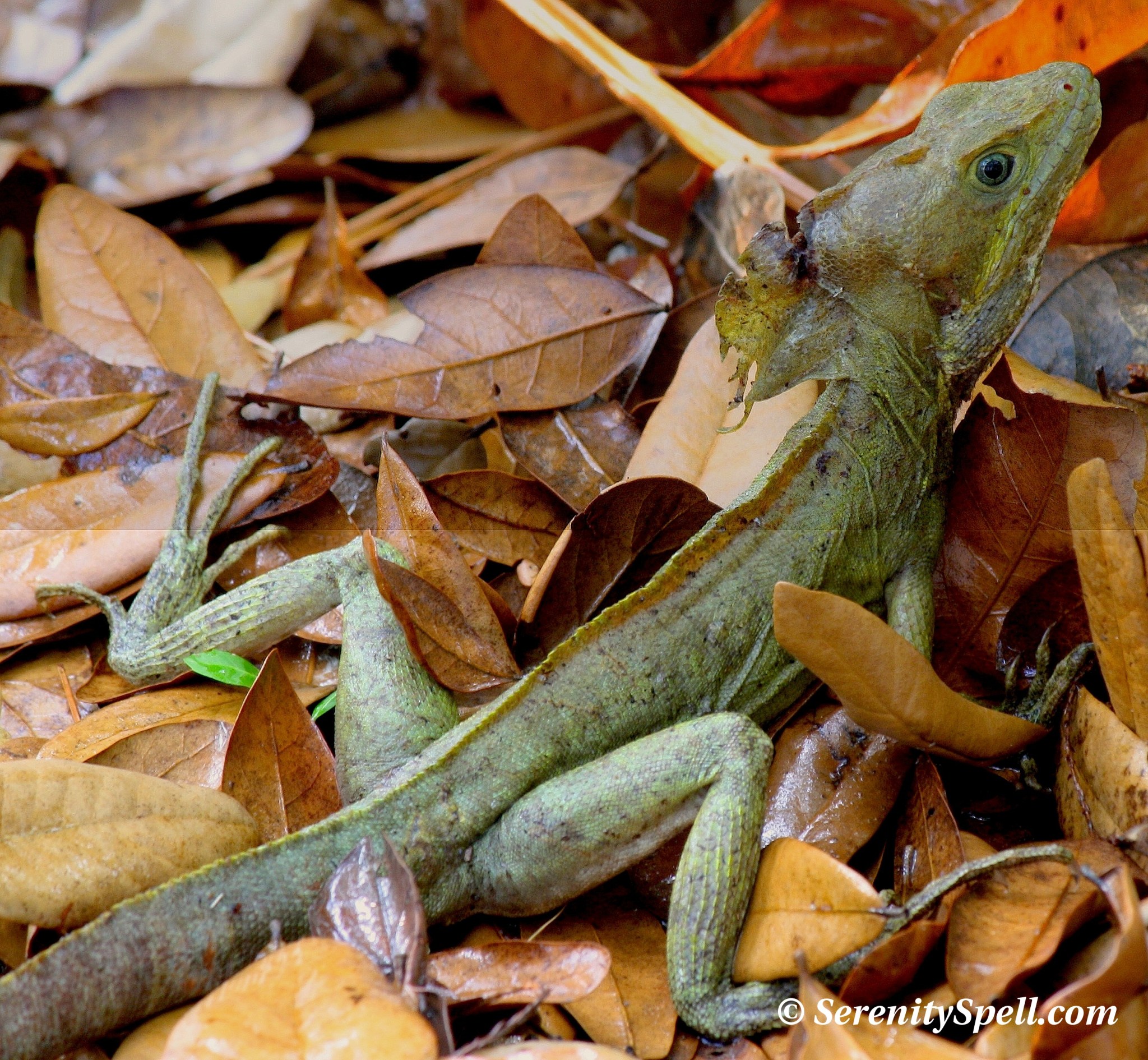 lizards | Serenity Spell