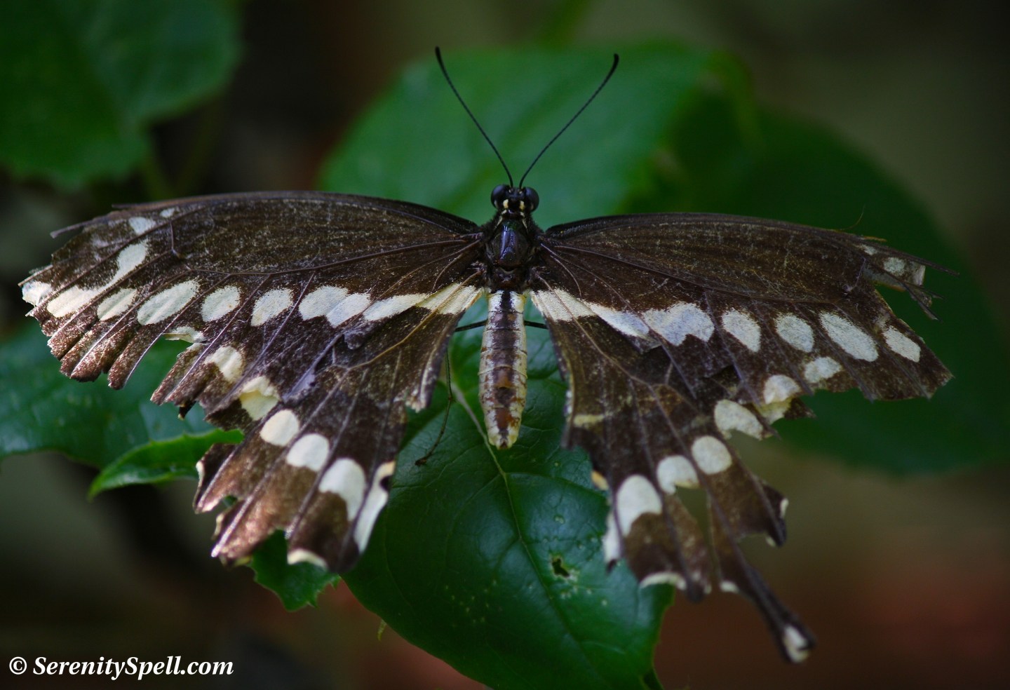 Butterfly World | Serenity Spell