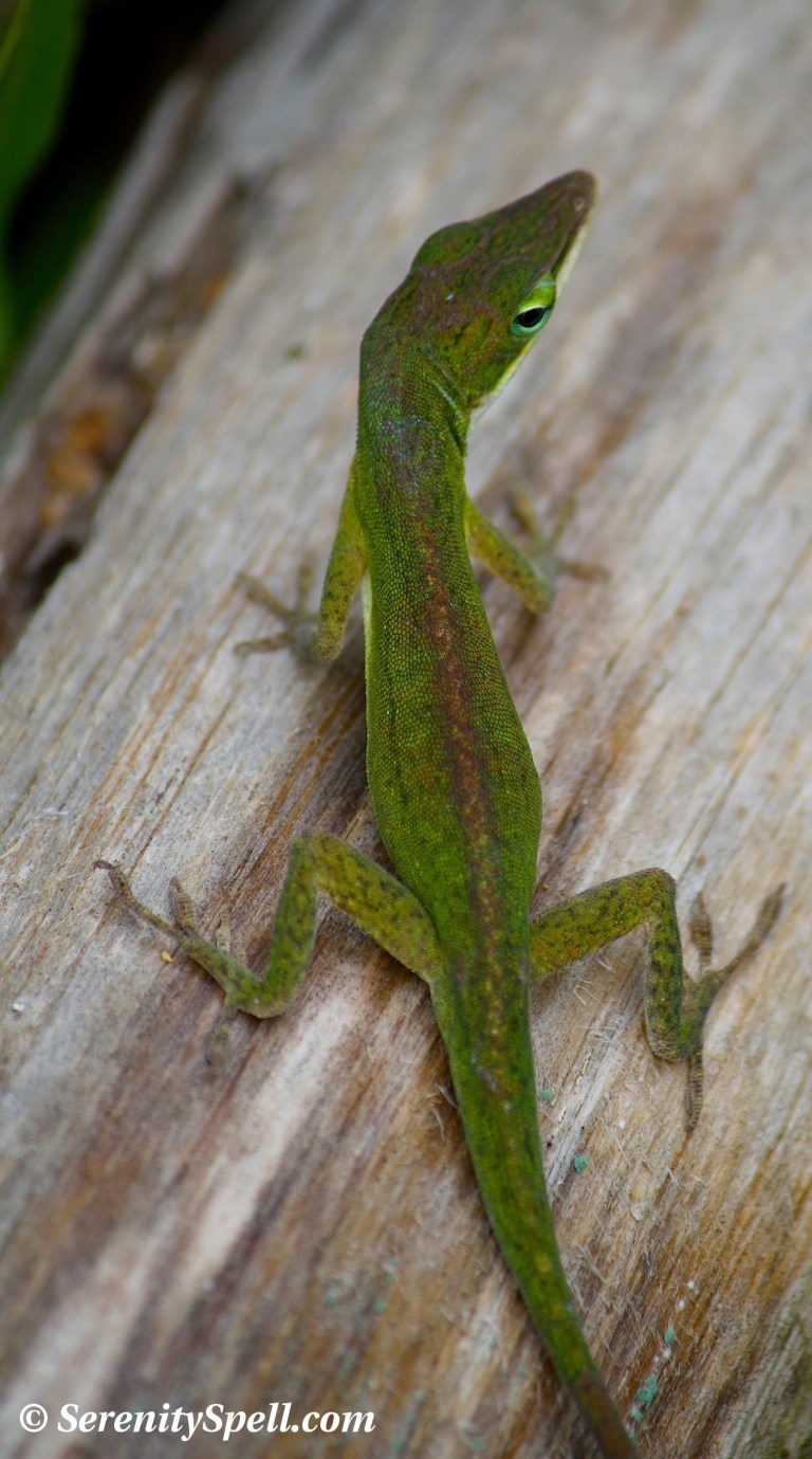Anoles of the Rainbow — and a Newly Discovered Color Variant ...
