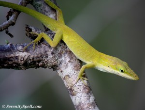 Anoles of the Rainbow — and a Newly Discovered Color Variant ...