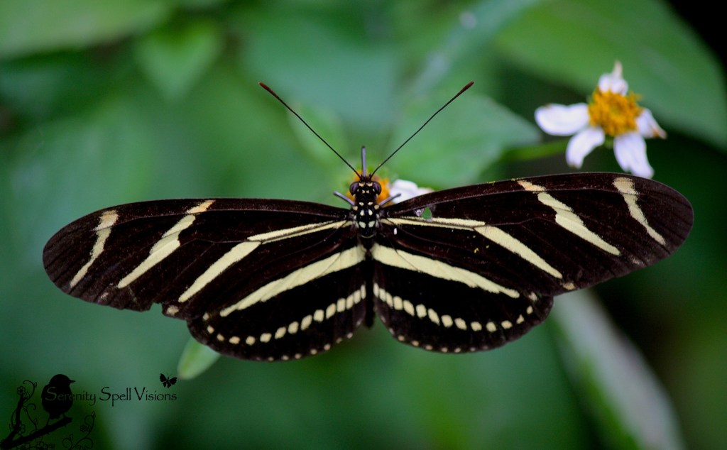 florida state butterfly | Serenity Spell