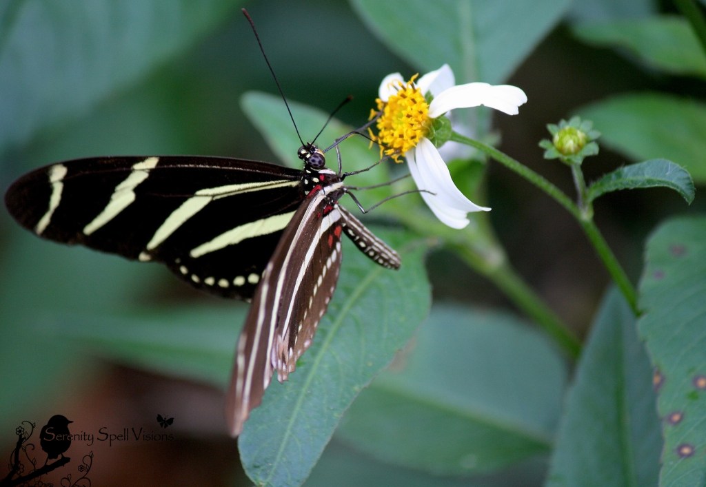 florida state butterfly | Serenity Spell